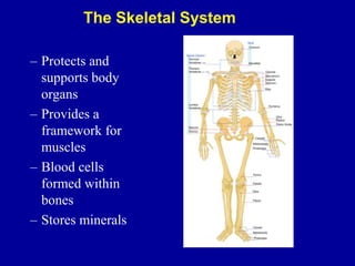 anatomy physiology intro. powerpoint (chapter 1).ppt