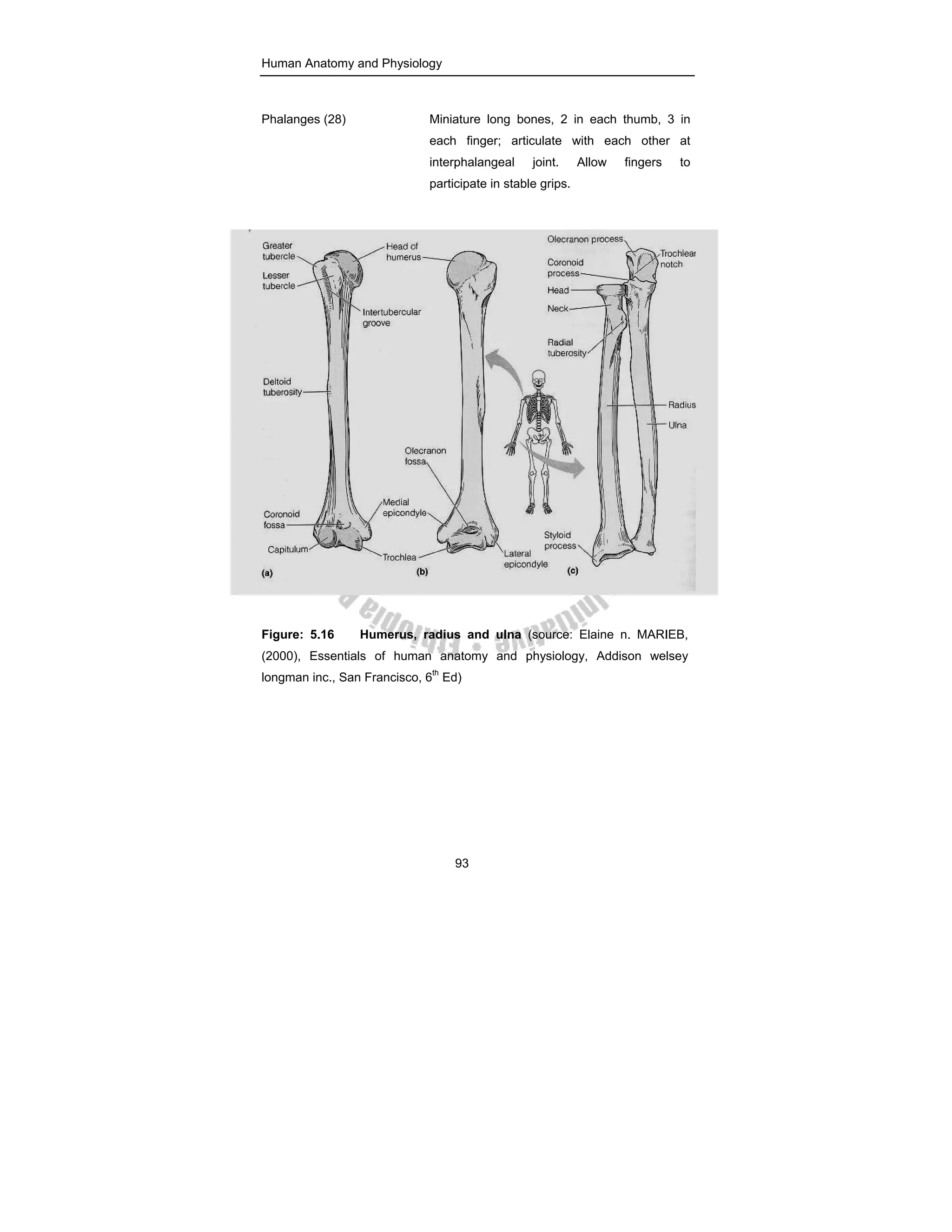 ANATOMY PHYSIOLOGY NOTES.pdf