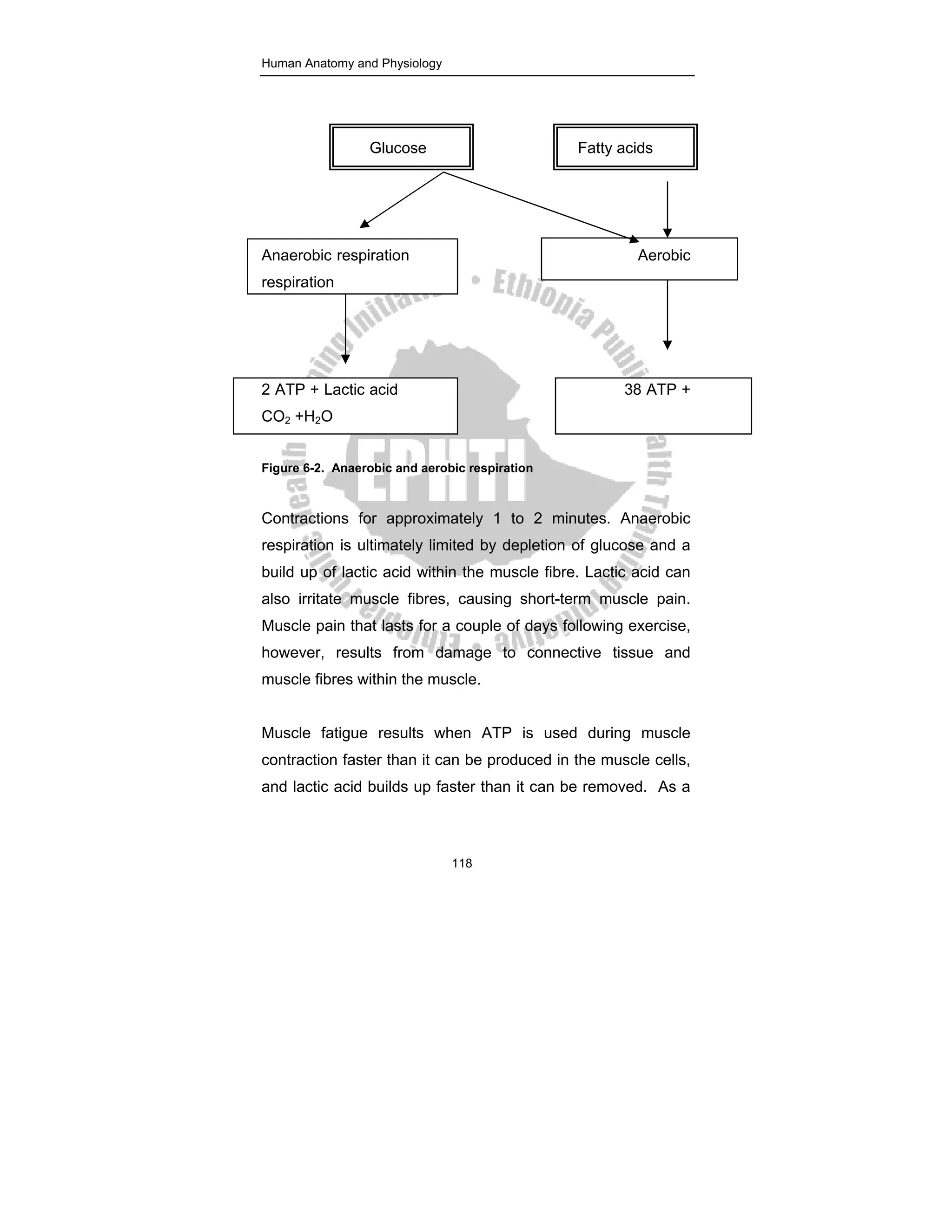 ANATOMY PHYSIOLOGY NOTES.pdf