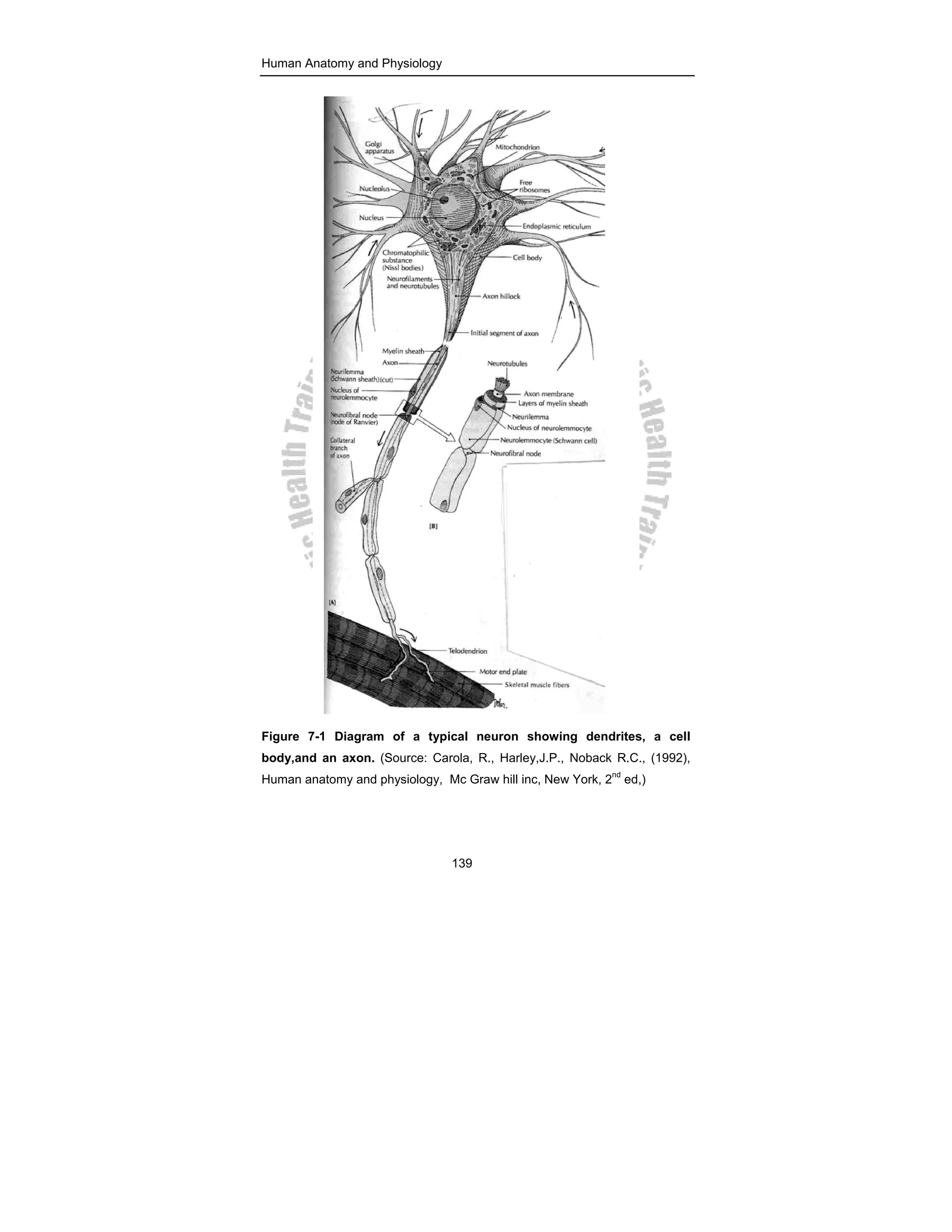 ANATOMY PHYSIOLOGY NOTES.pdf