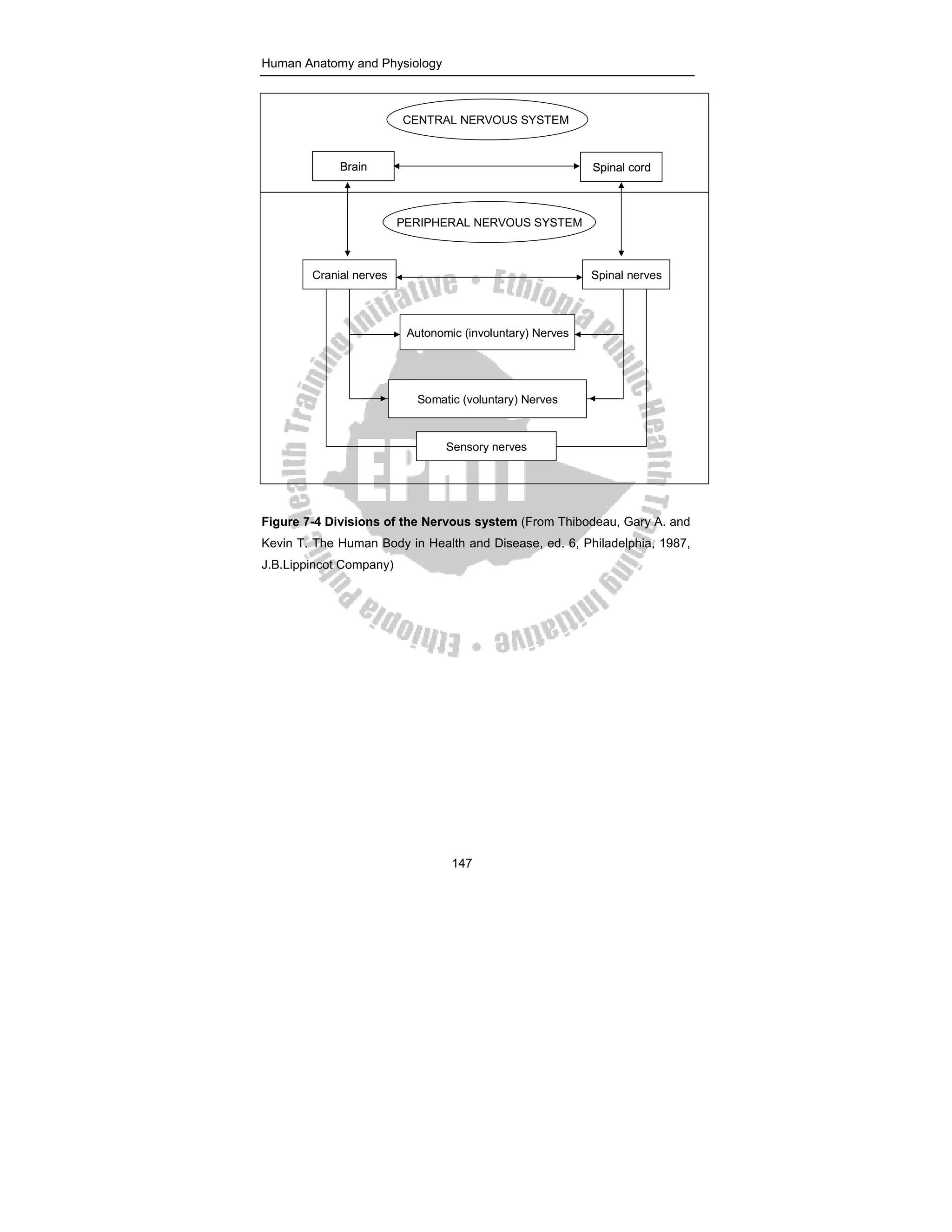 ANATOMY PHYSIOLOGY NOTES.pdf