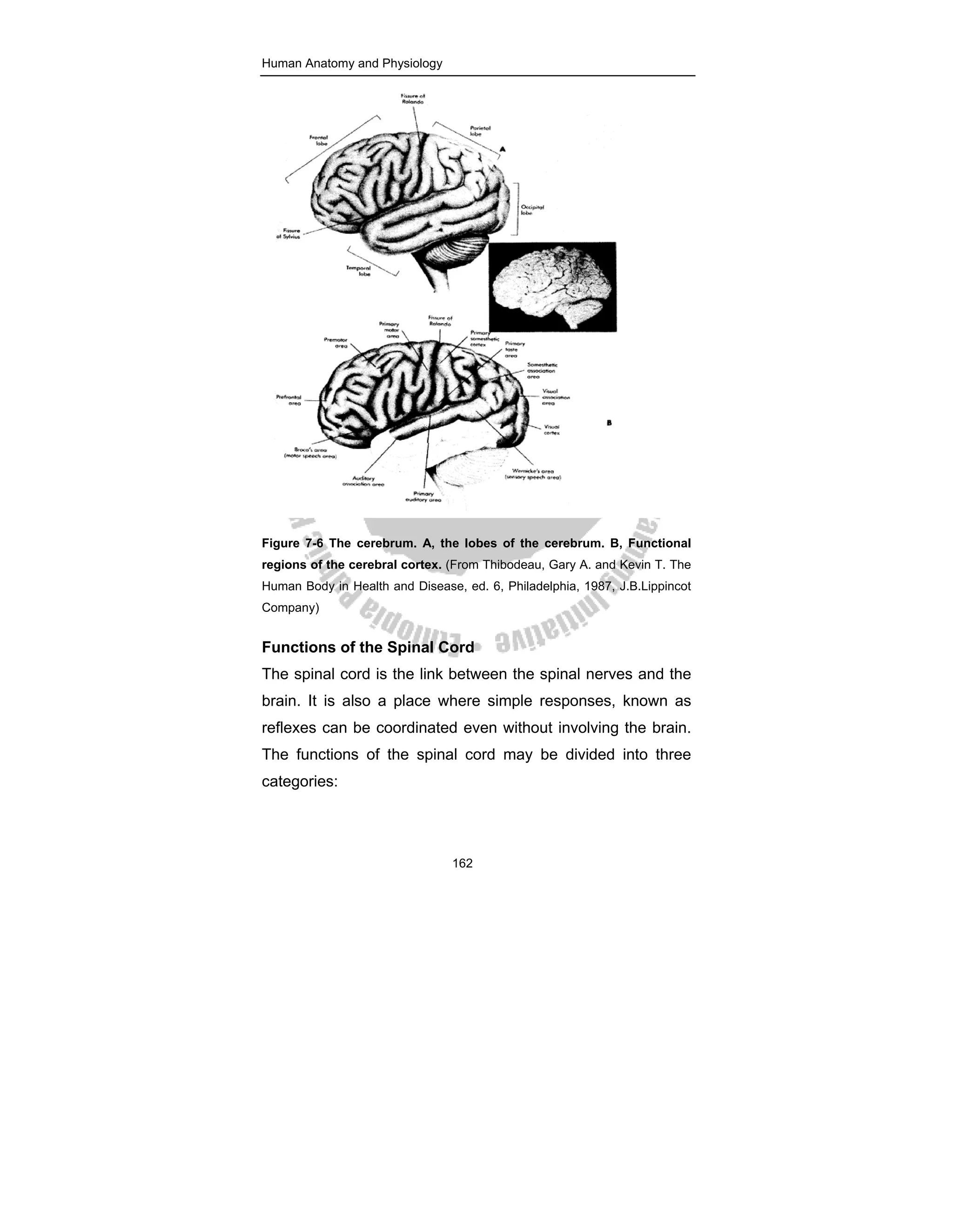 ANATOMY PHYSIOLOGY NOTES.pdf