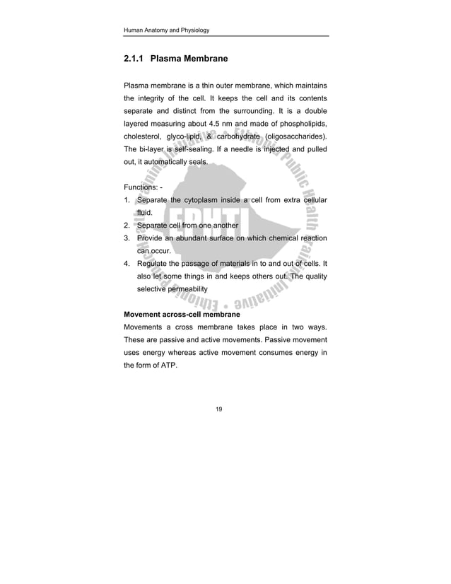 ANATOMY PHYSIOLOGY NOTES.pdf | Biological Sciences | Science