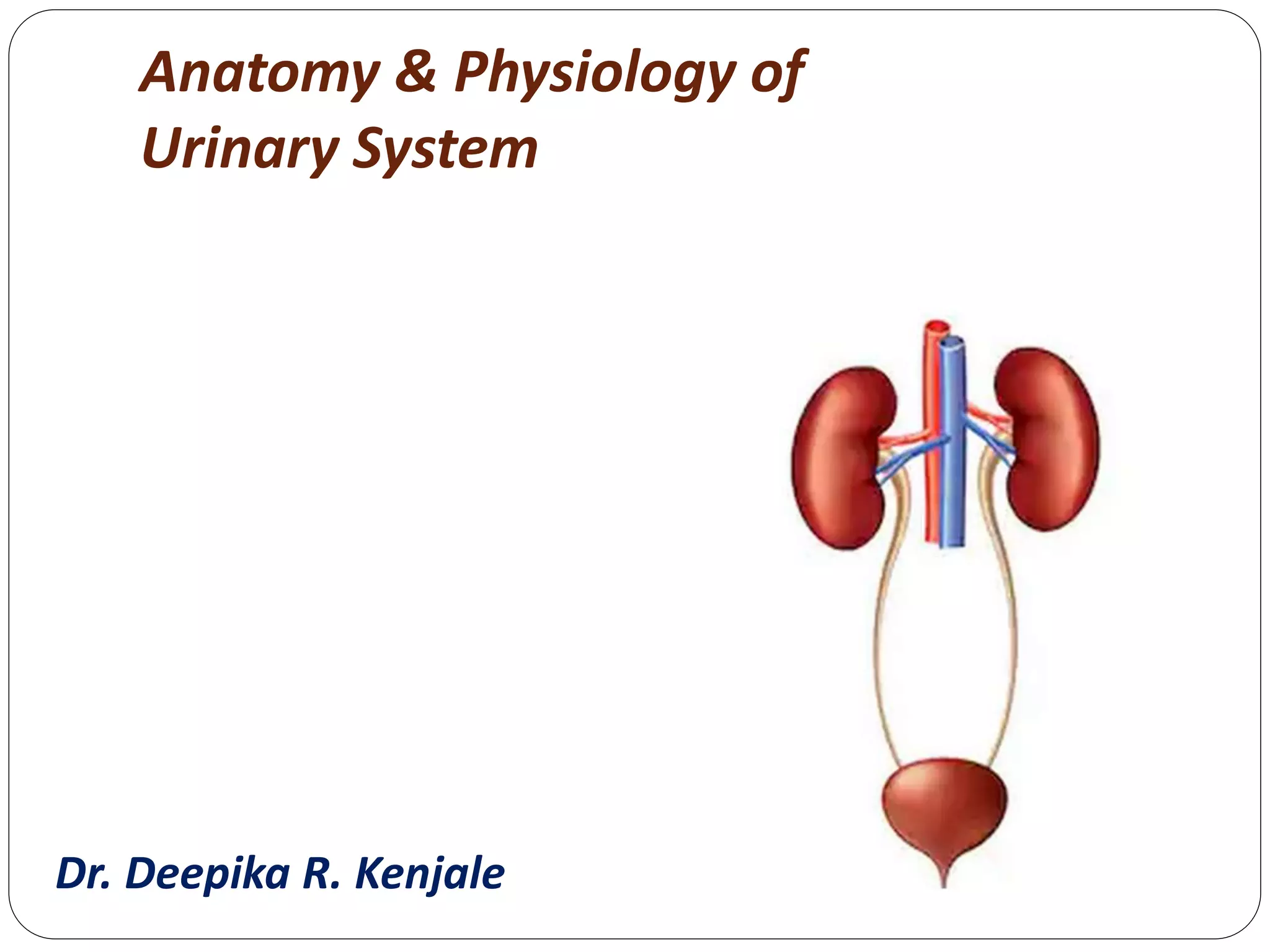 Anatomy & physiology of Urinary System ppt | PPTX | Chemistry | Science