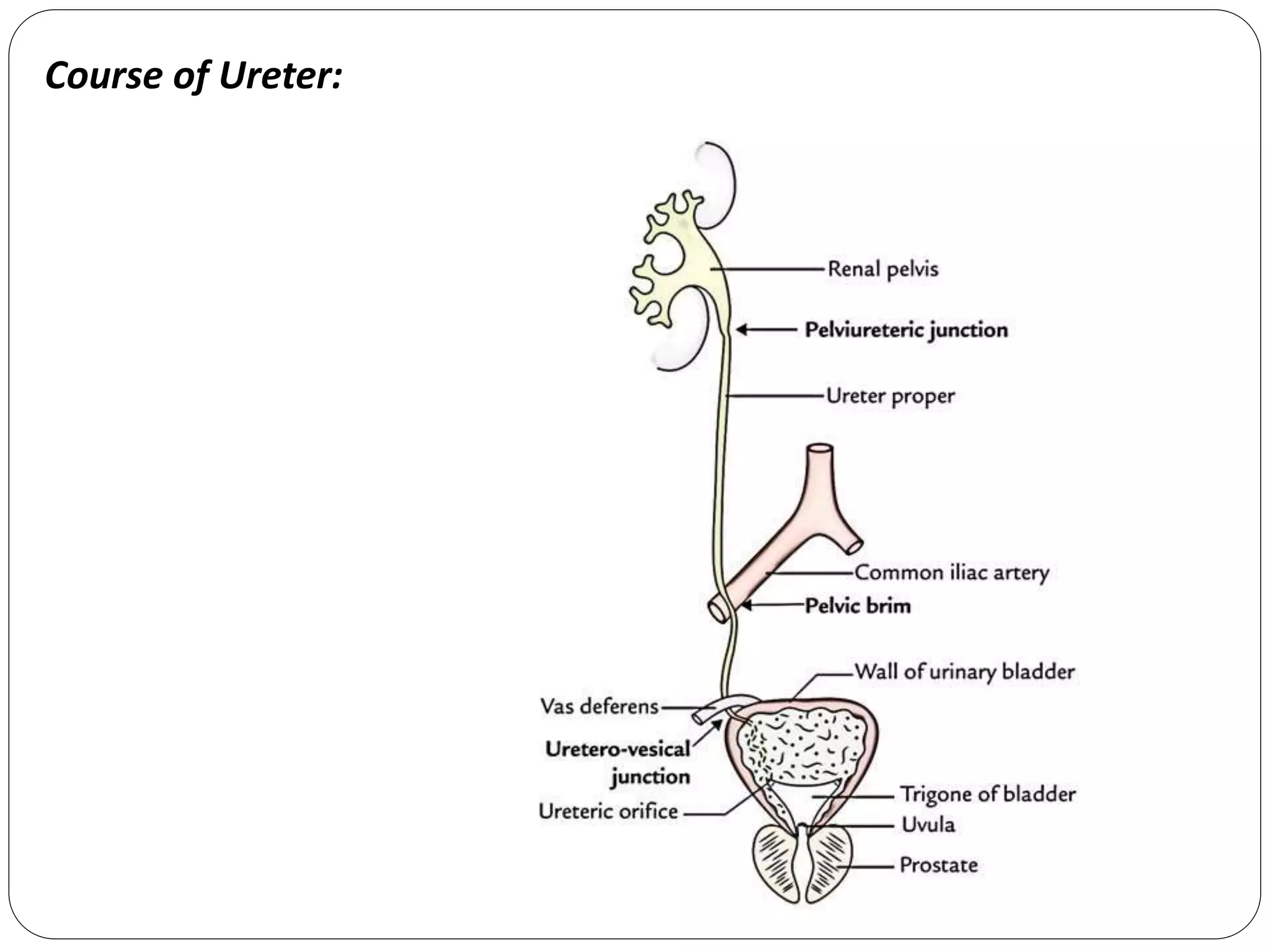 Anatomy & physiology of Urinary System ppt | PPTX | Chemistry | Science