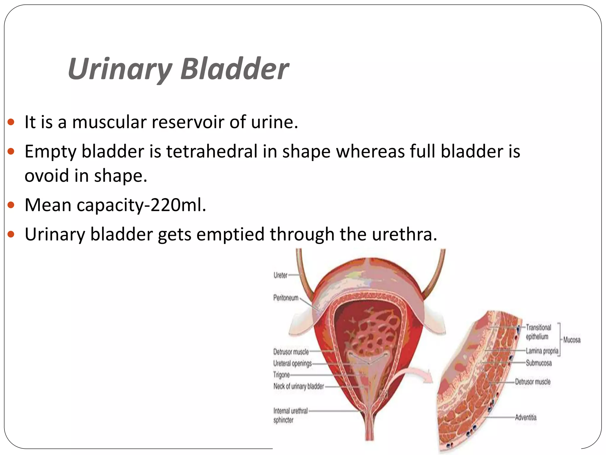 Anatomy & physiology of Urinary System ppt | PPTX | Chemistry | Science
