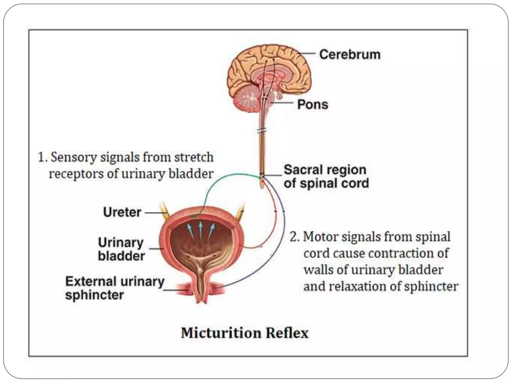 Anatomy & physiology of Urinary System ppt | PPTX