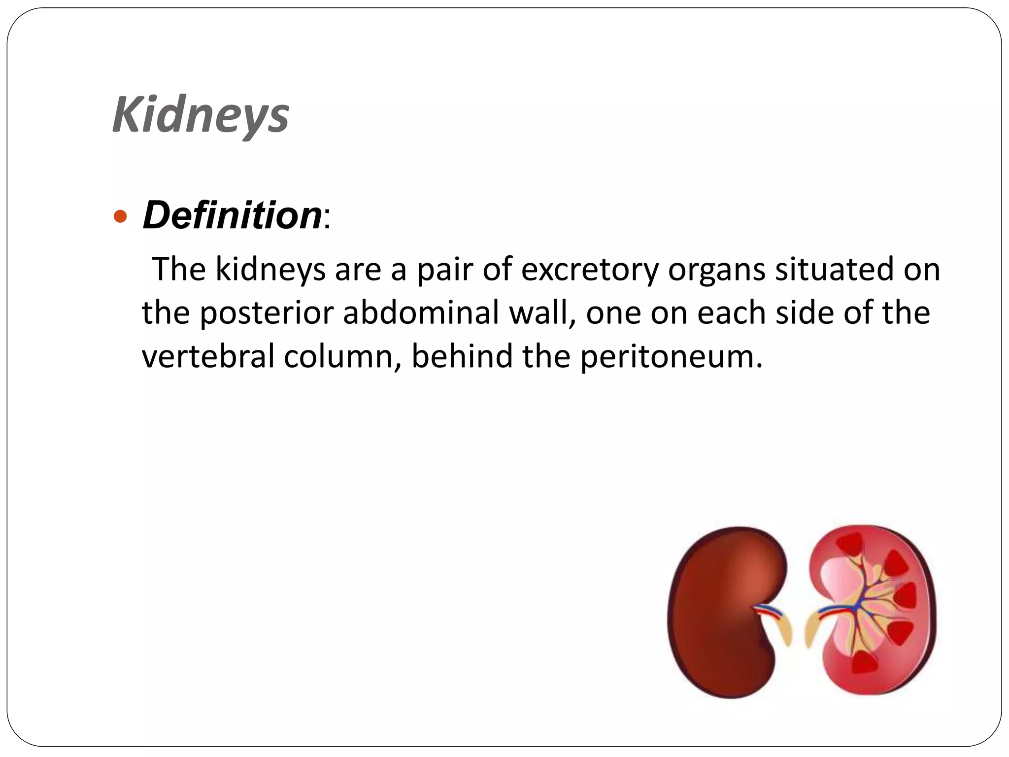Anatomy & physiology of Urinary System ppt | PPTX | Chemistry | Science