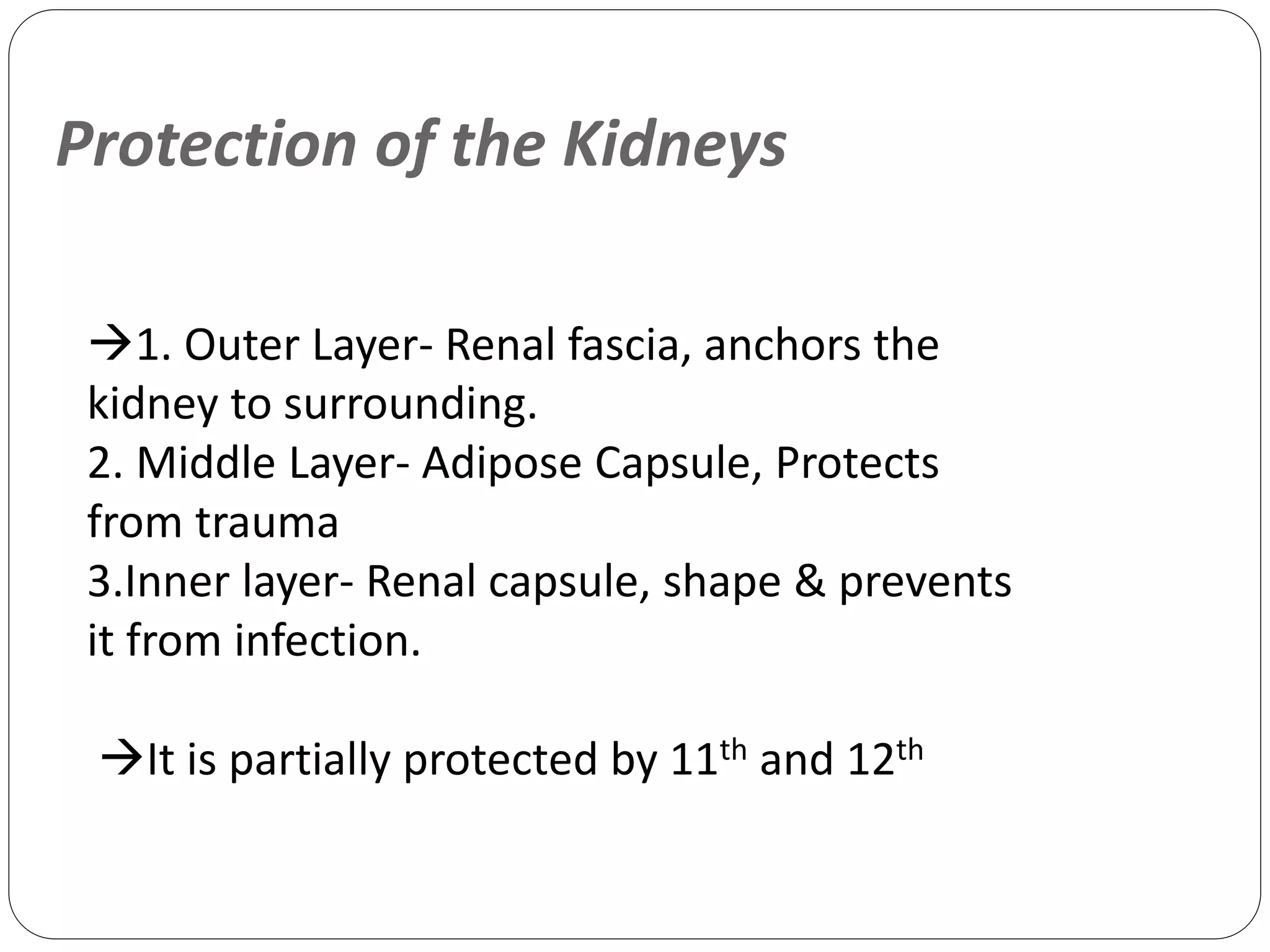 Anatomy & physiology of Urinary System ppt | PPTX | Chemistry | Science