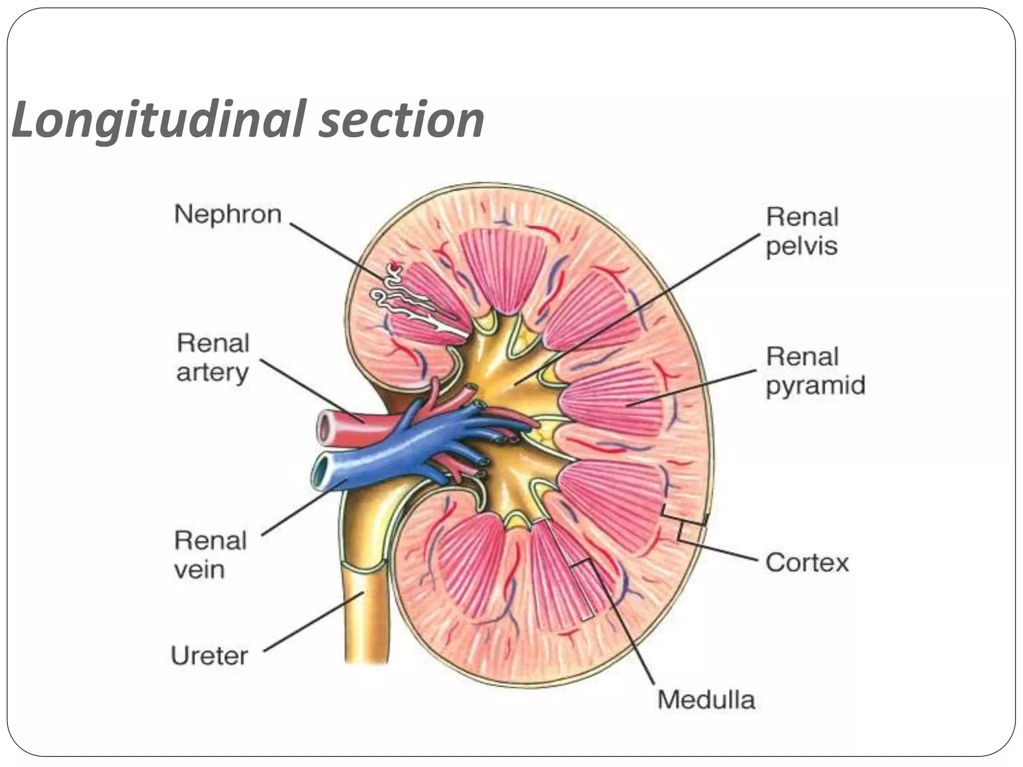Anatomy & physiology of Urinary System ppt | PPTX | Chemistry | Science