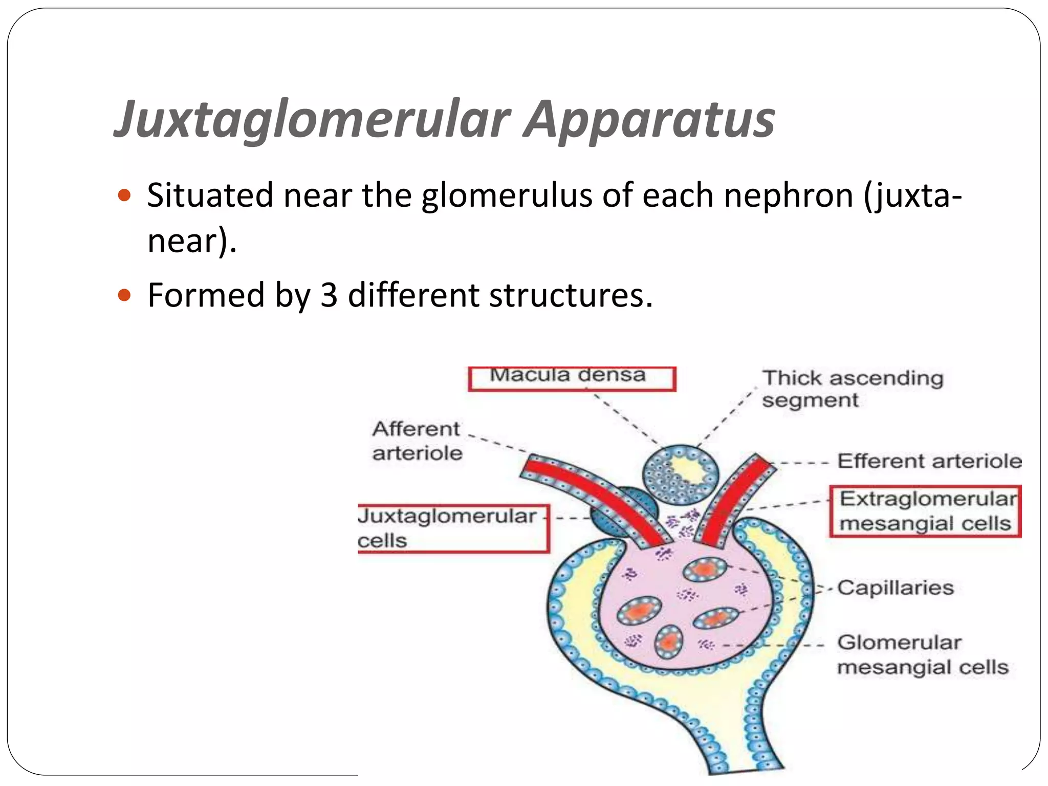 Anatomy & physiology of Urinary System ppt | PPTX | Chemistry | Science