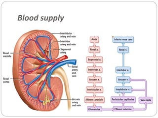 Anatomy & physiology of Urinary System ppt | PPTX | Chemistry | Science