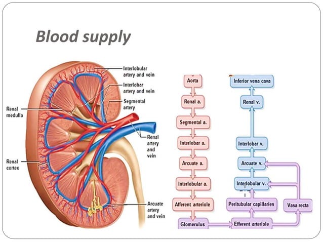 Anatomy & physiology of Urinary System ppt | PPTX | Chemistry | Science