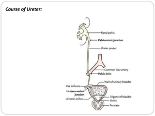 Anatomy & physiology of Urinary System ppt | PPTX | Chemistry | Science