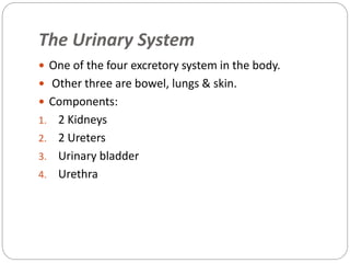 Anatomy & physiology of Urinary System ppt | PPTX | Chemistry | Science