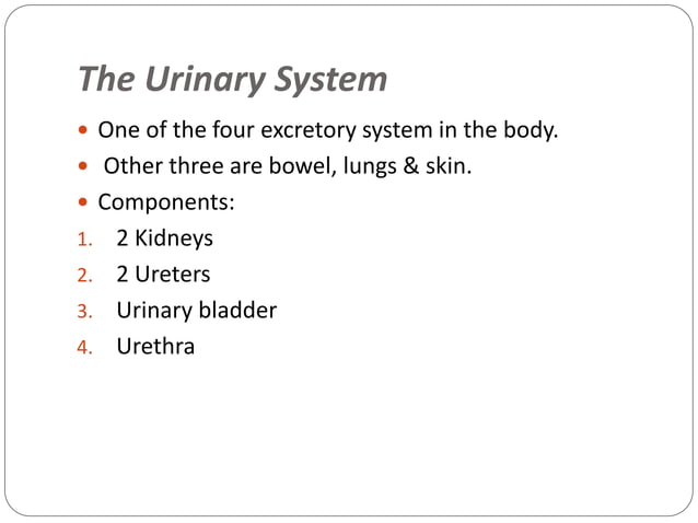 Anatomy & physiology of Urinary System ppt | PPTX | Chemistry | Science
