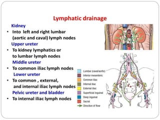 Anatomy & physiology of Urinary System ppt | PPTX