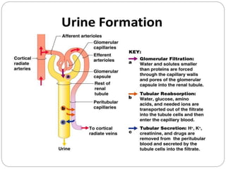 Anatomy & physiology of Urinary System ppt | PPTX | Chemistry | Science