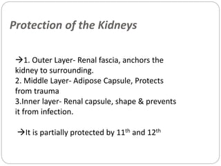 Anatomy & physiology of Urinary System ppt | PPTX