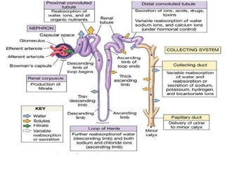 Anatomy & physiology of Urinary System ppt | PPTX | Chemistry | Science