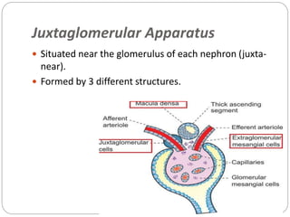 Anatomy & physiology of Urinary System ppt | PPTX | Chemistry | Science