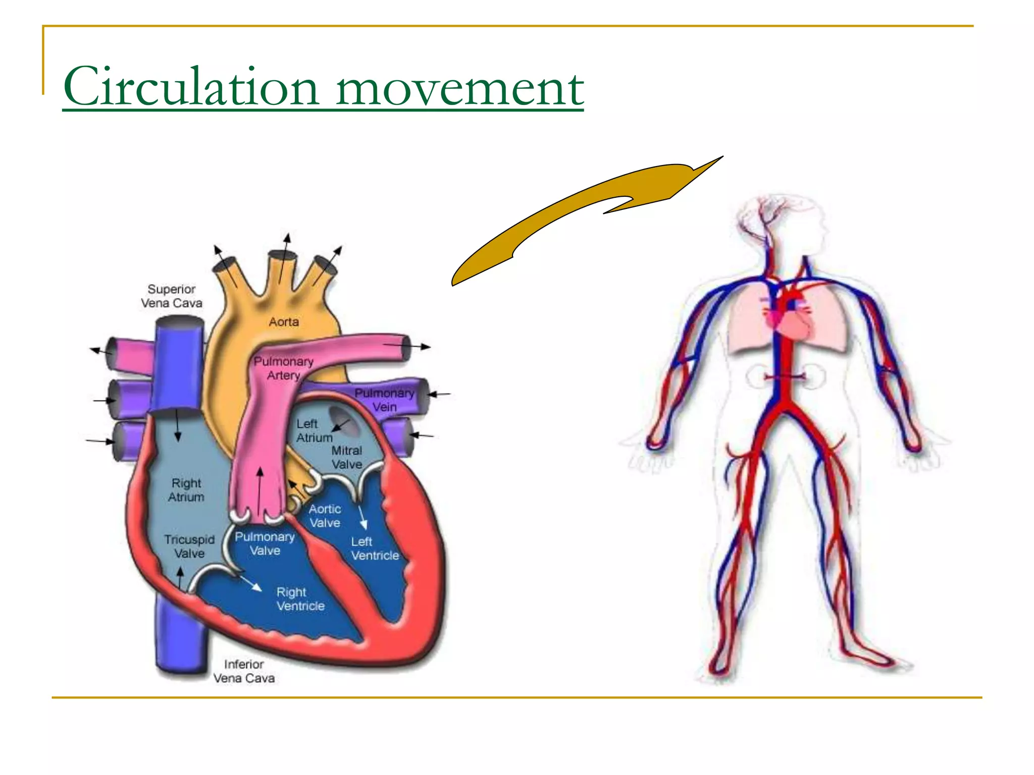 ANATOMY & PHYSIOLOGY OF ADULT CIRCULATORY SYSTEM.ppt