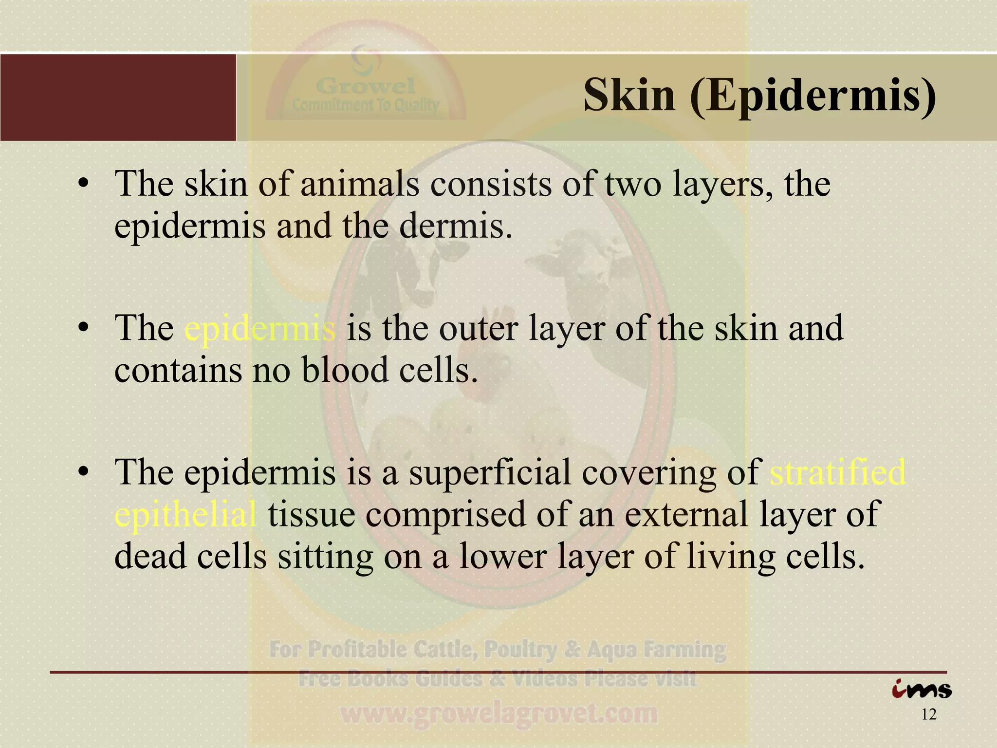 Anatomy & Physiology of Animals | PDF