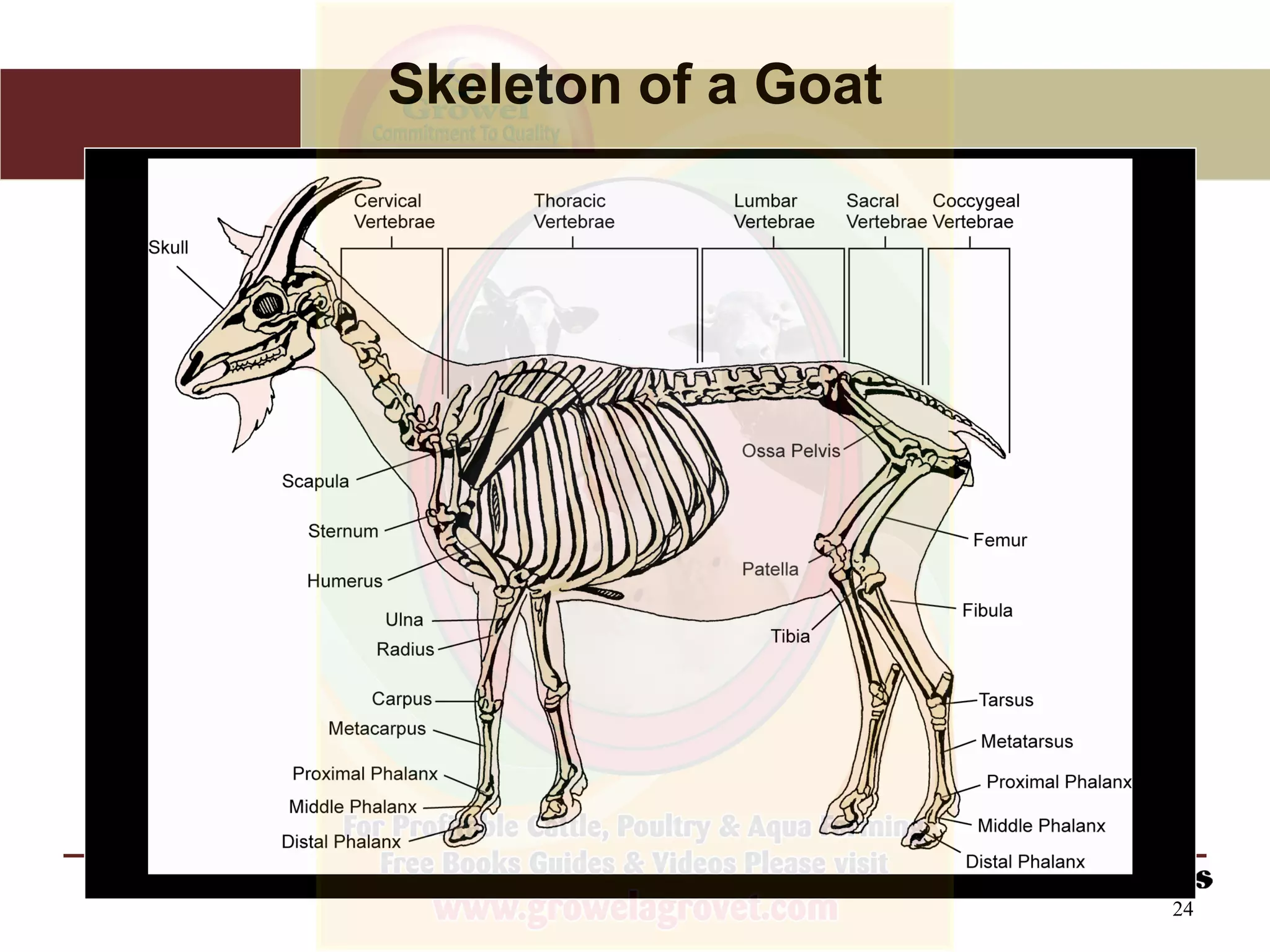 Anatomy & Physiology of Animals | PDF