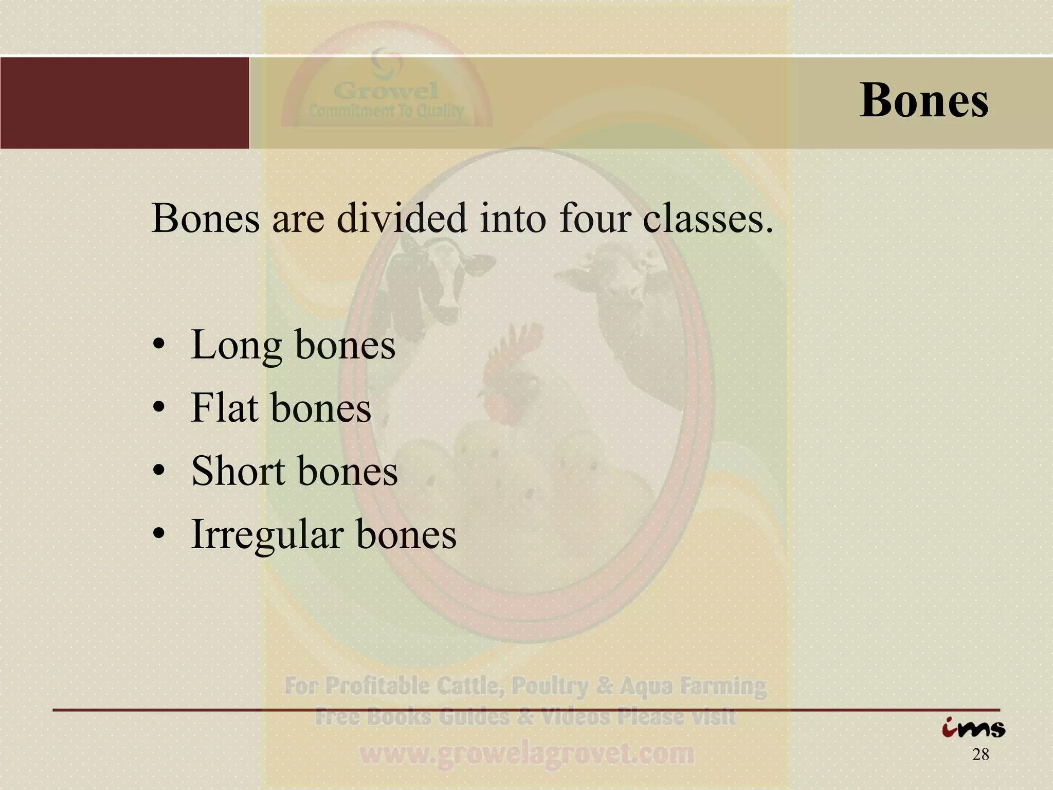 Anatomy & Physiology of Animals | PDF