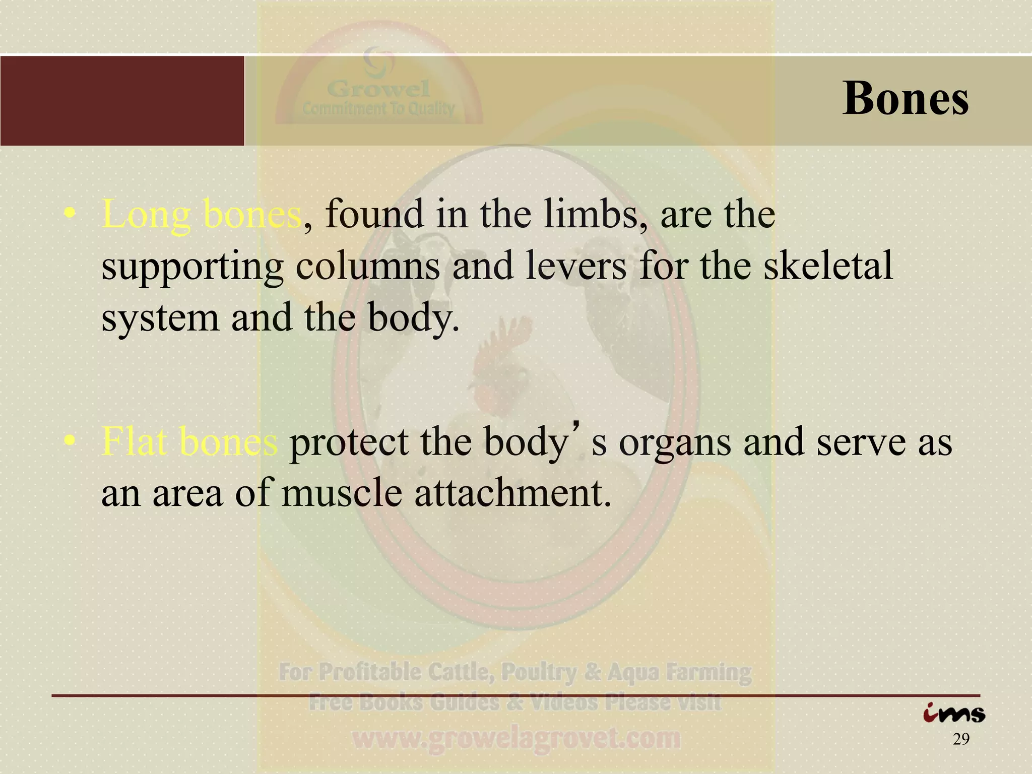 Anatomy & Physiology of Animals | PDF
