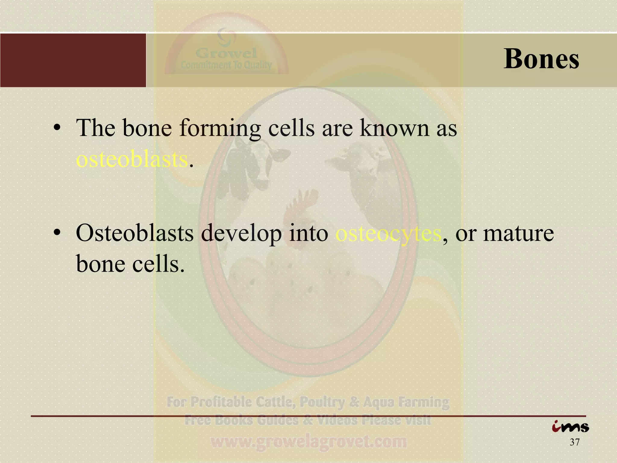 Anatomy & Physiology of Animals | PDF