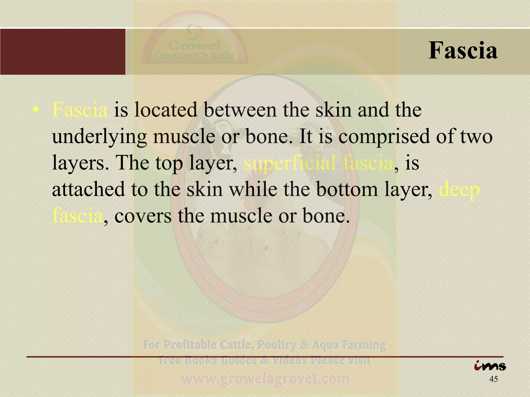 Anatomy & Physiology of Animals | PDF