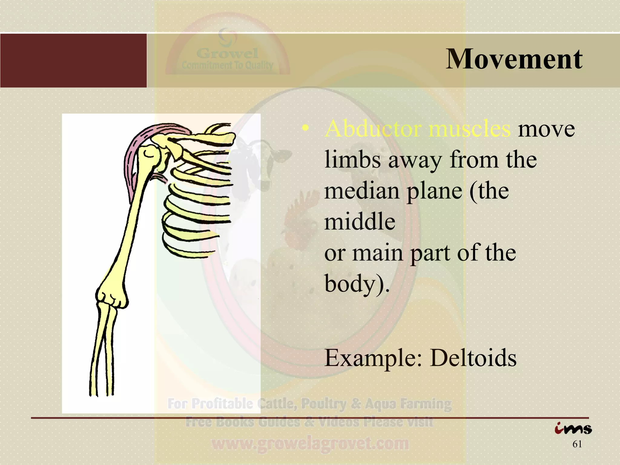 Anatomy & Physiology of Animals | PDF