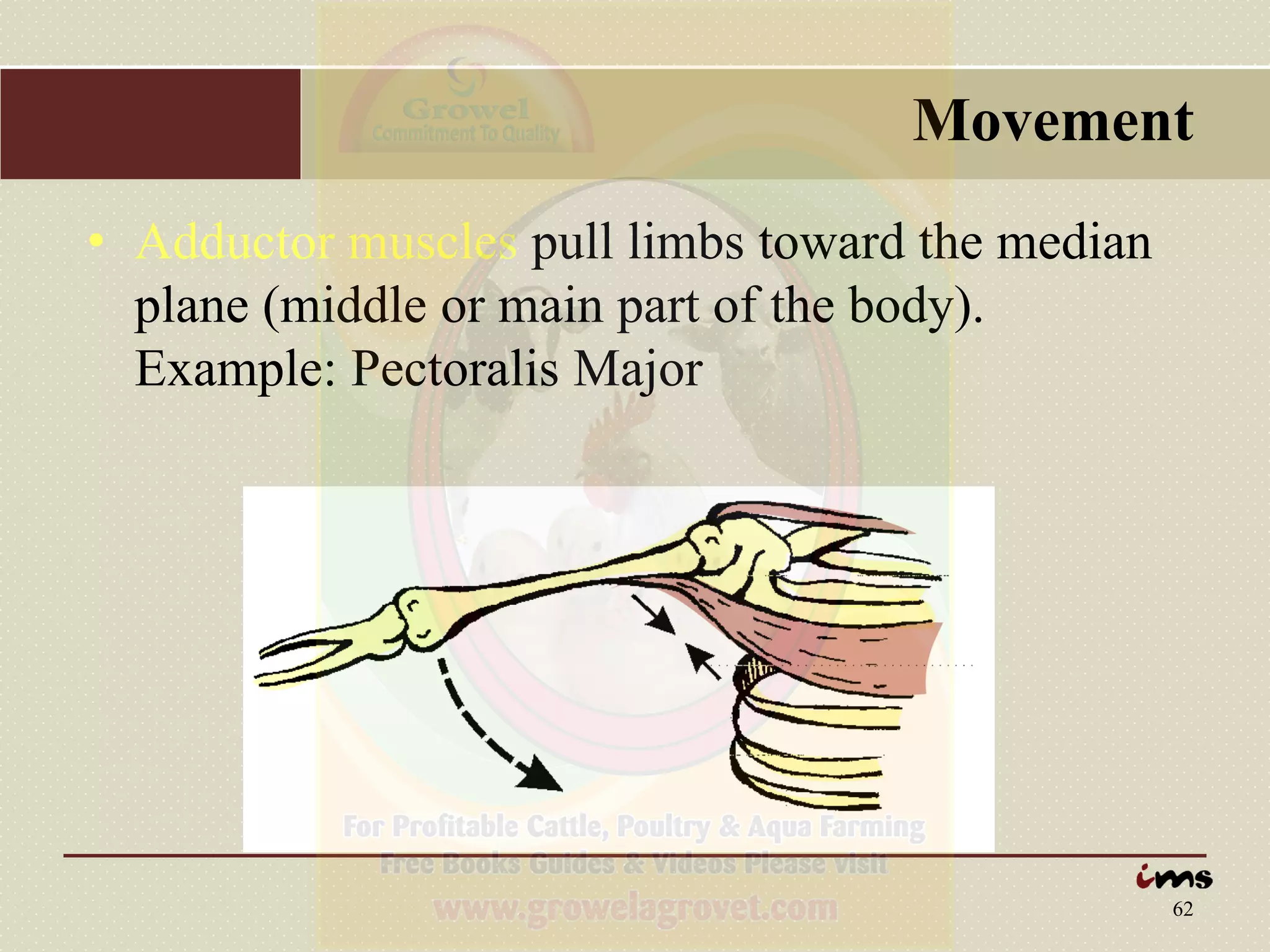 Anatomy & Physiology of Animals | PDF