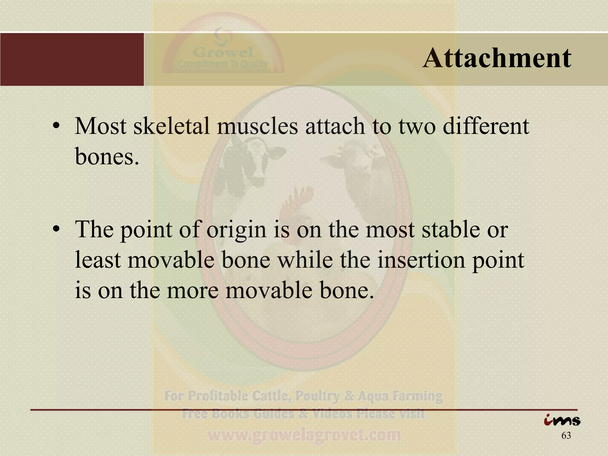 Anatomy & Physiology of Animals | PDF