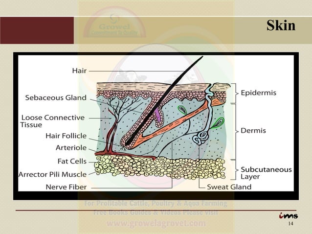 Anatomy & Physiology of Animals | PDF