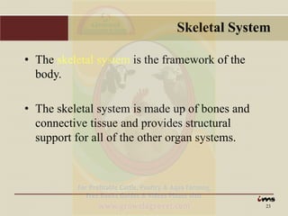 Anatomy & Physiology of Animals | PDF
