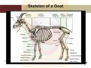 Anatomy & Physiology of Animals | PDF