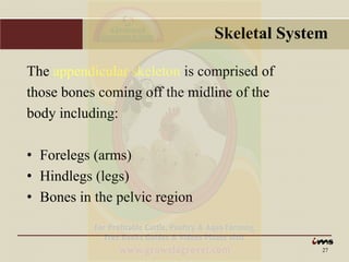 Anatomy & Physiology of Animals | PDF