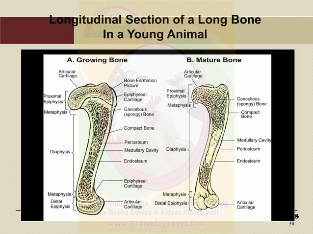 Anatomy & Physiology of Animals | PDF