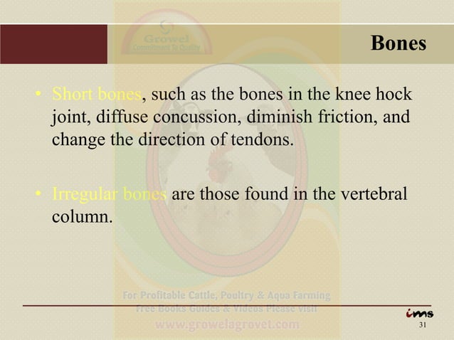 Anatomy & Physiology of Animals | PDF