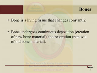 Anatomy & Physiology of Animals | PDF