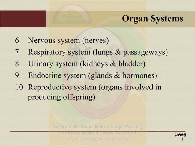 Anatomy And Physiology Of Animalslymphatic System