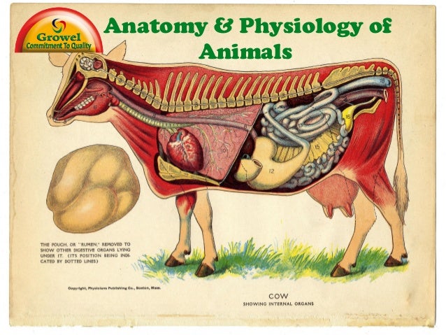 Anatomy Physiology Of Animals Anatomy Physiology Of Animals