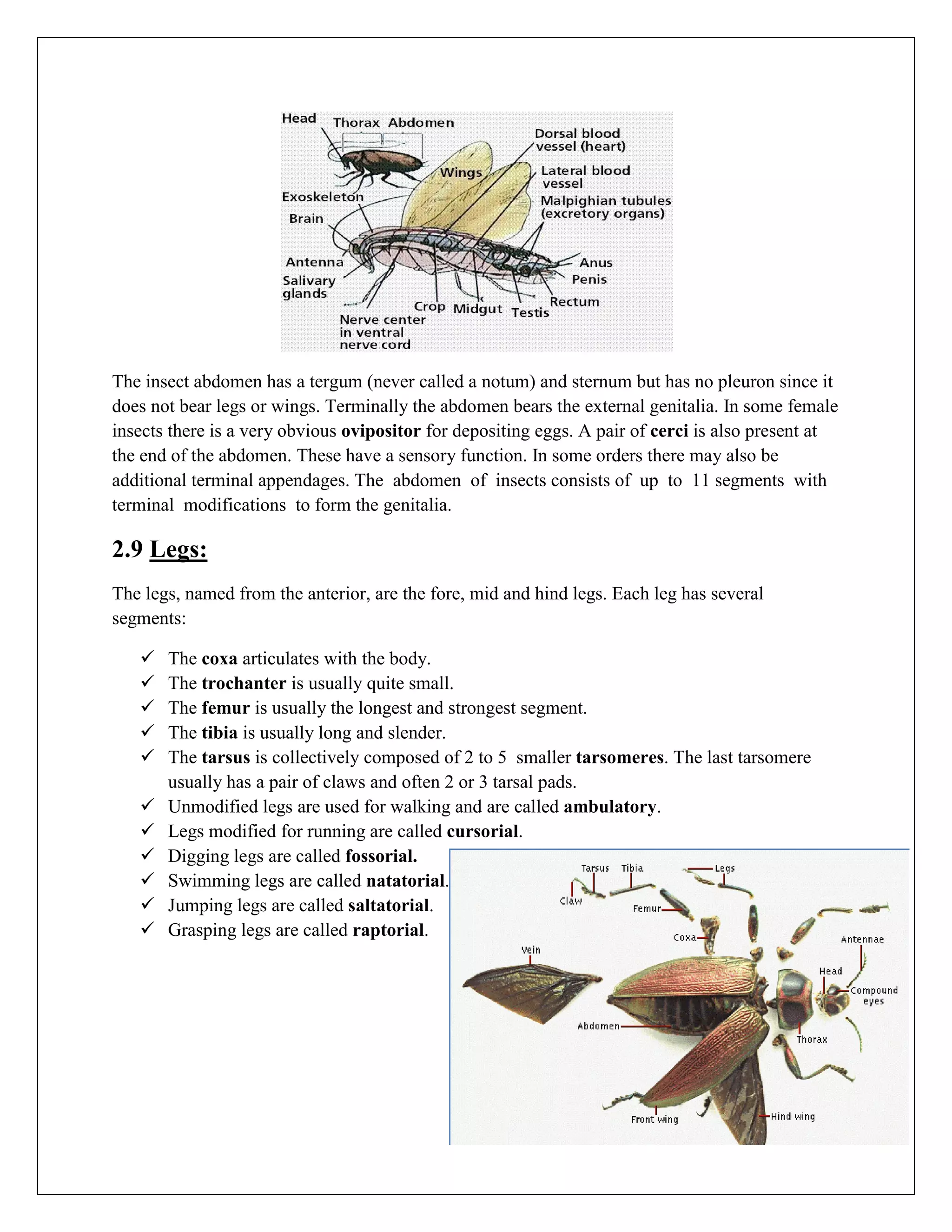 Anatomy & physiology of arthropods | PDF