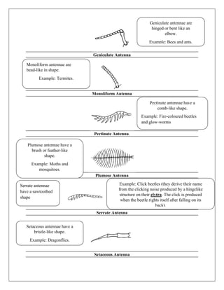 Anatomy & physiology of arthropods | PDF