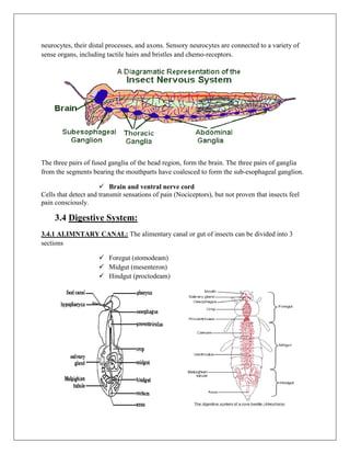 Arthropod Diagram