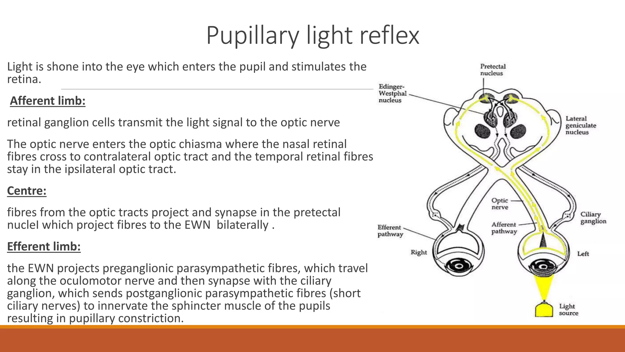 Anatomy & physiology of Brain,Spinl cord Nerve,Eye.pptx