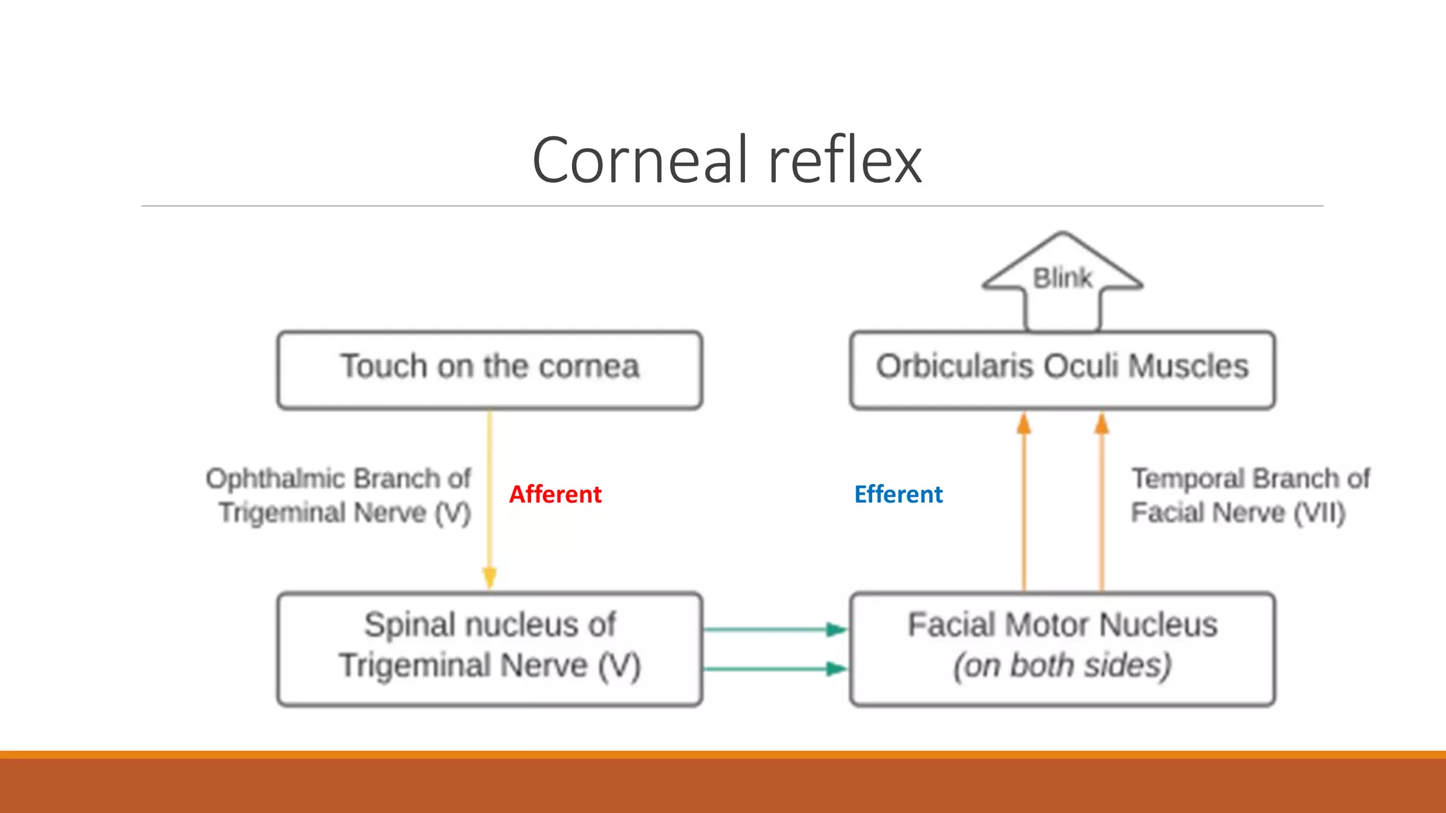 Anatomy & physiology of Brain,Spinl cord Nerve,Eye.pptx