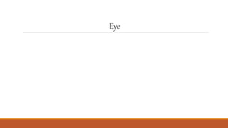 Anatomy & physiology of Brain,Spinl cord Nerve,Eye.pptx